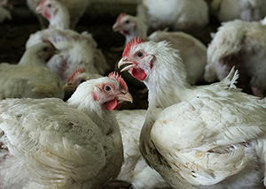 Increasing Australia’s preparedness for vvIBDV | Chicken Meat Extension