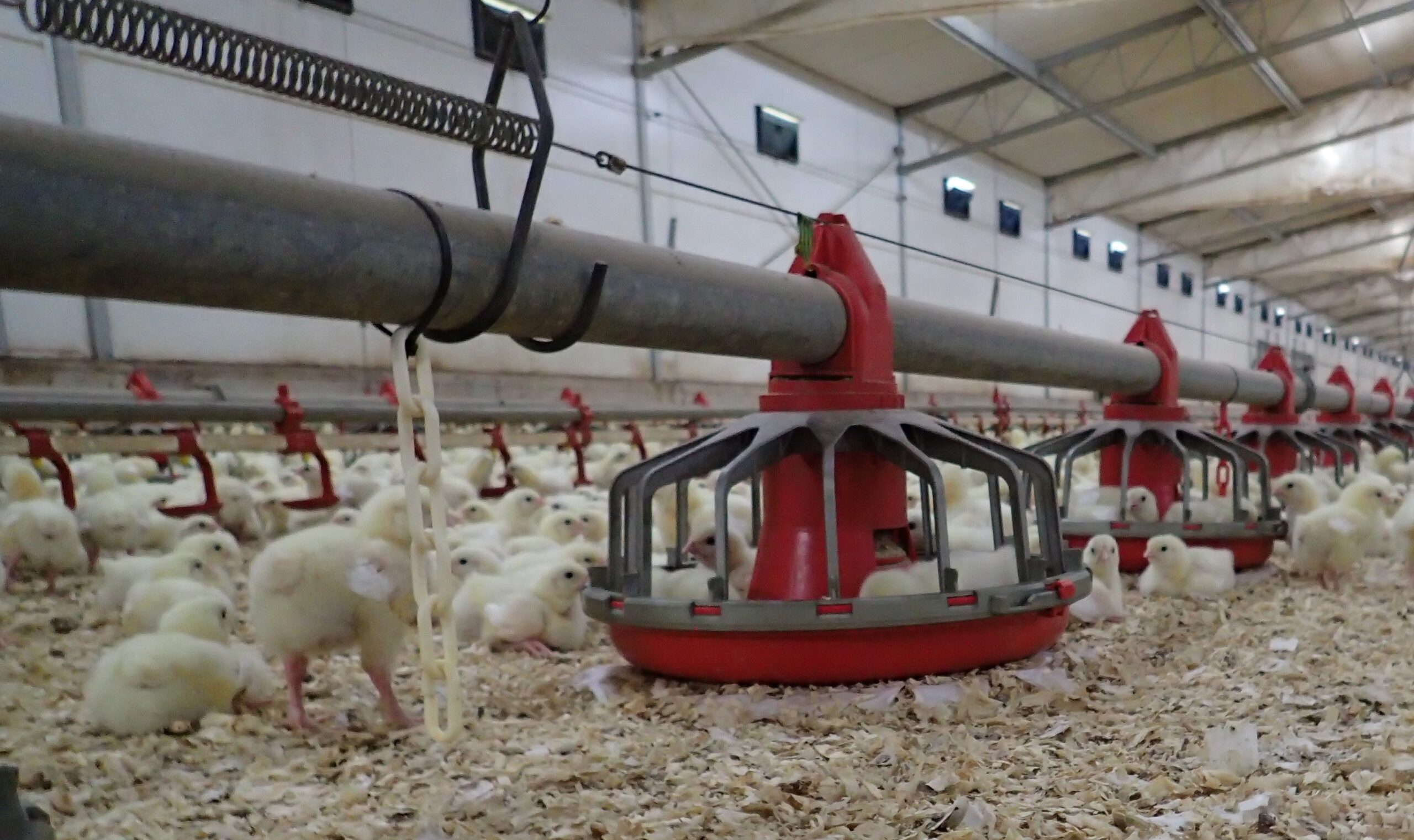 Australian feed ingredient database fact sheet | Chicken Meat Extension