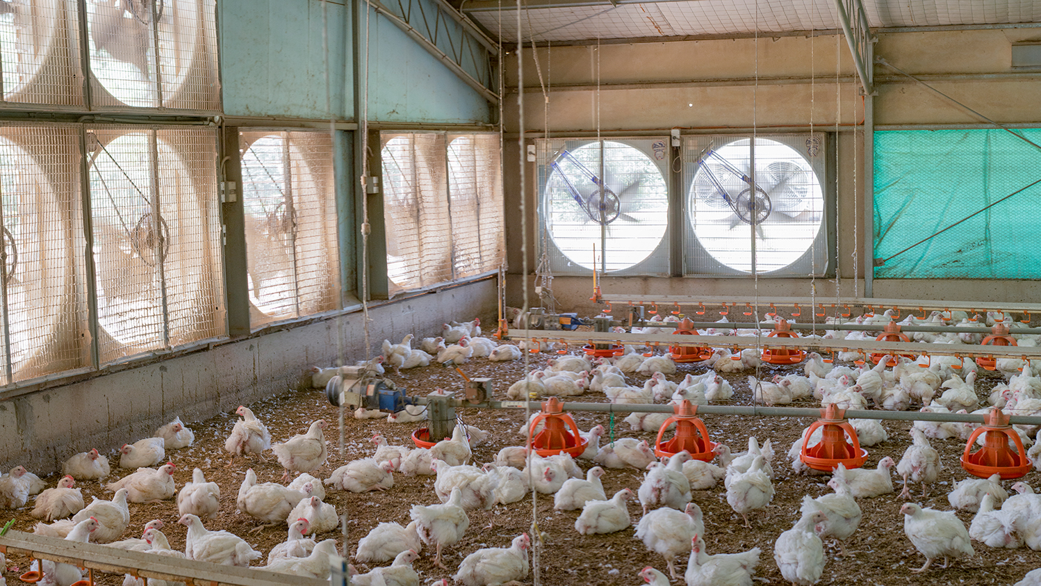 Electrolyte supplementation to alleviate severe heat stress | Chicken ...