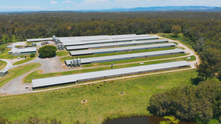 Chicken Meat Extension | AgriFutures Australia