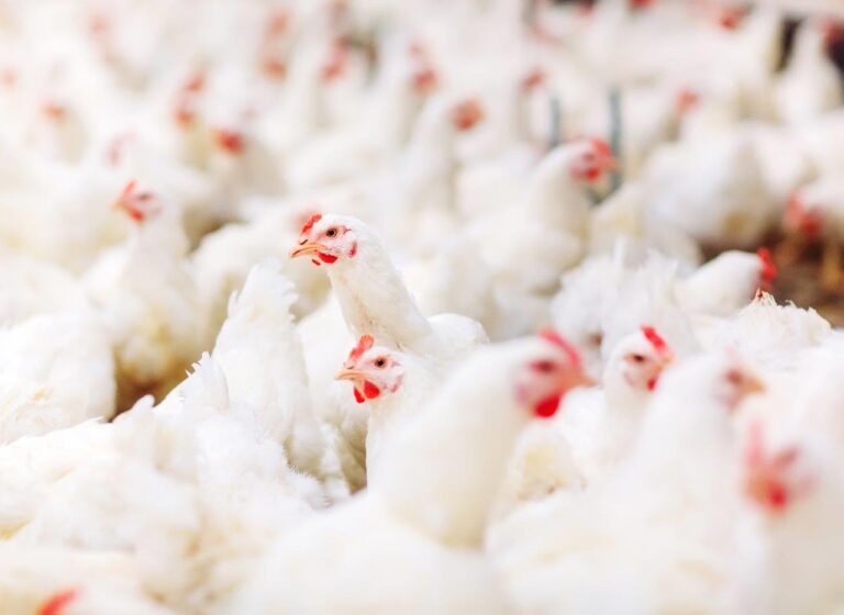 Contact us | Chicken Meat Extension
