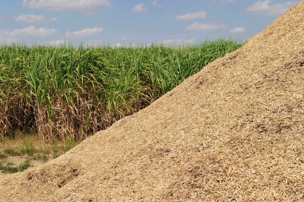 Miscanthus grass | Chicken Meat Trade