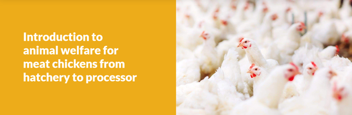 Introduction to animal welfare for meat chickens from hatchery to ...