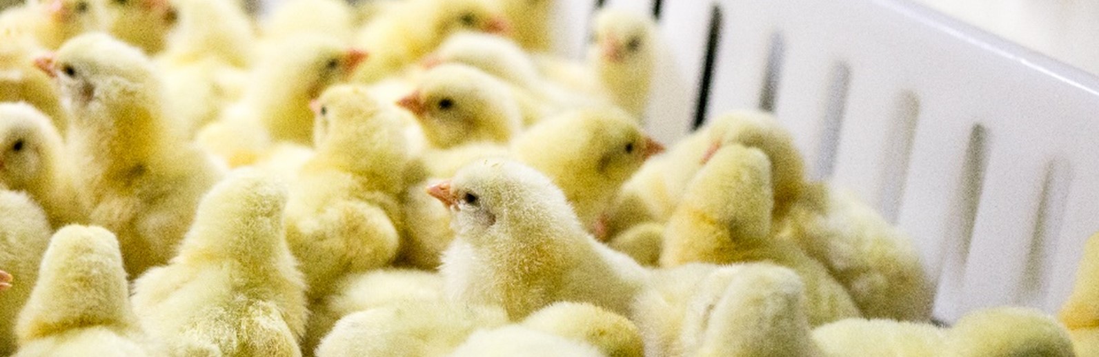 Poultry Information Exchange (PIX) | Chicken Meat Extension